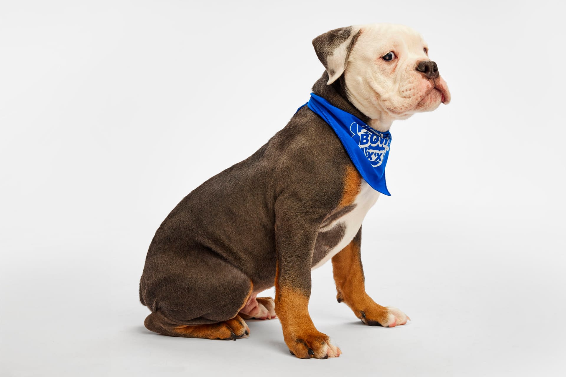 Puppy Bowl XXI Viewing Guide: Team Ruff/Team Fluff Rosters & More!