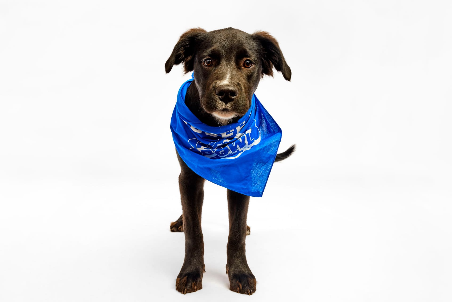 Puppy Bowl XXI Viewing Guide: Team Ruff/Team Fluff Rosters & More!