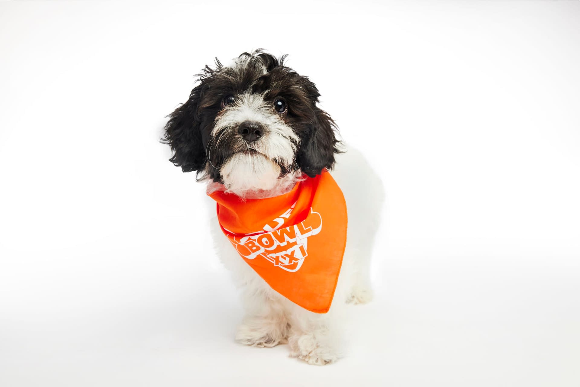 Puppy Bowl XXI Viewing Guide: Team Ruff/Team Fluff Rosters & More!