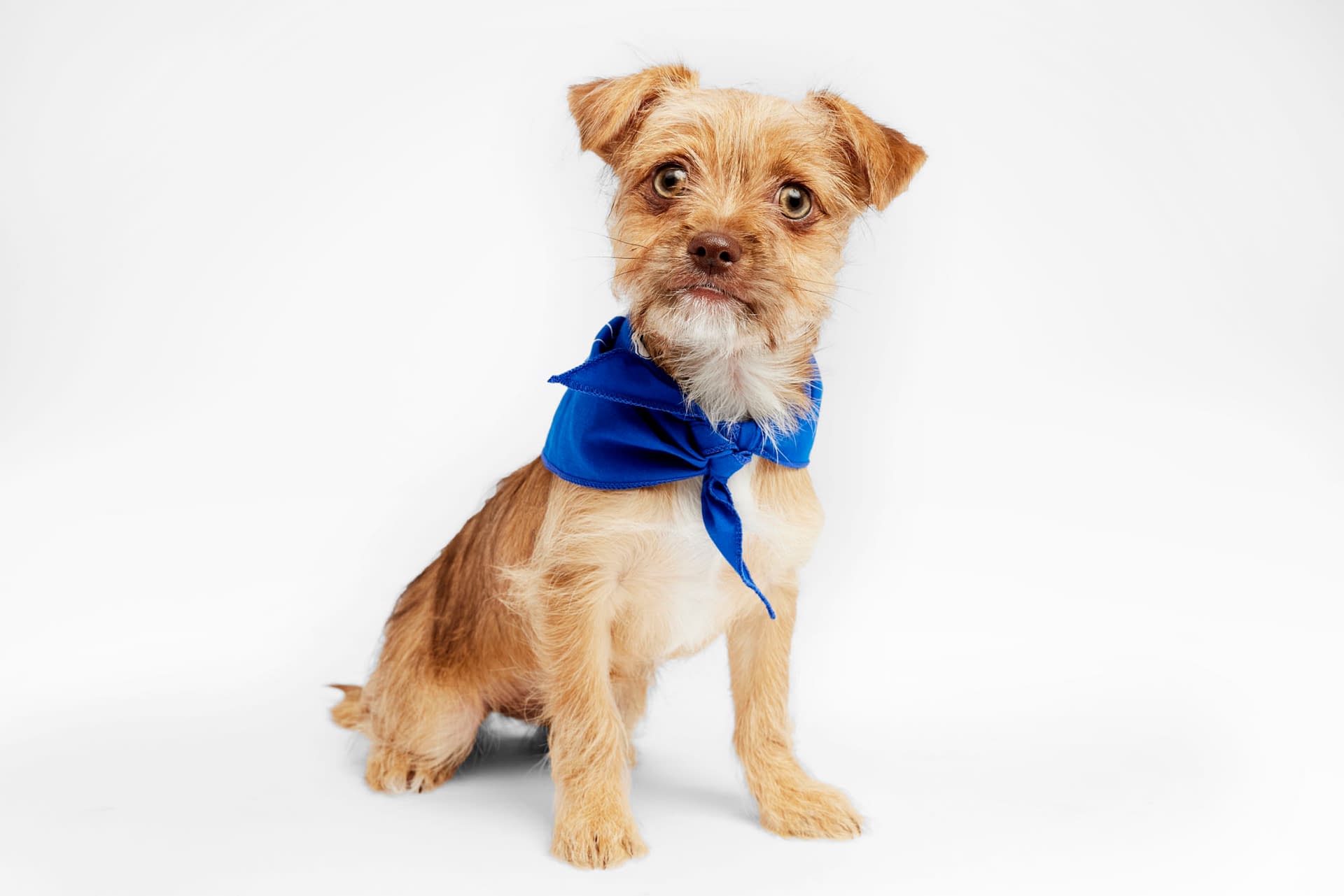 Puppy Bowl XXI Preview: We Could All Use Some Puppy Pics Today