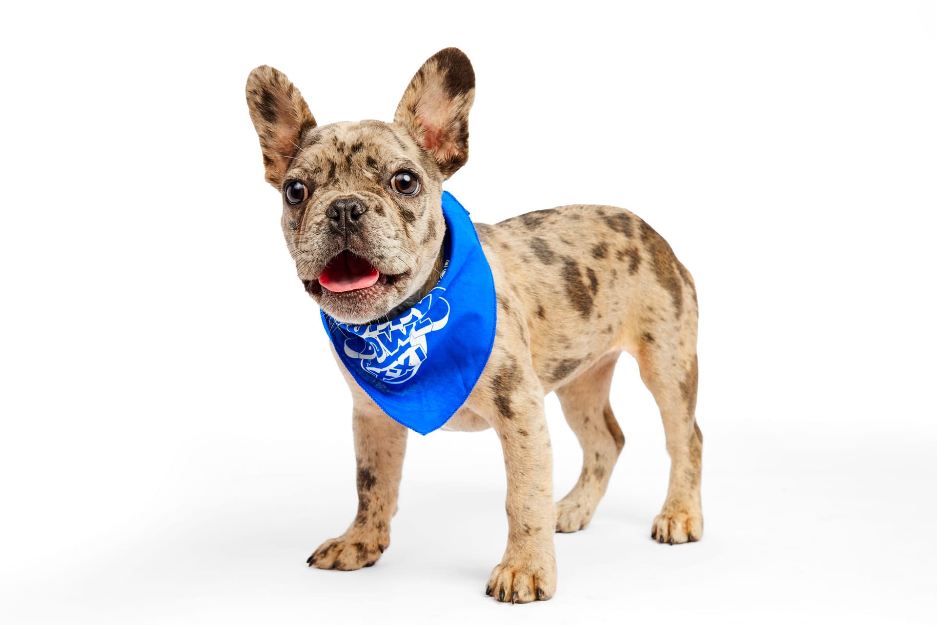 Puppy Bowl XXI Viewing Guide: Team Ruff/Team Fluff Rosters & More!