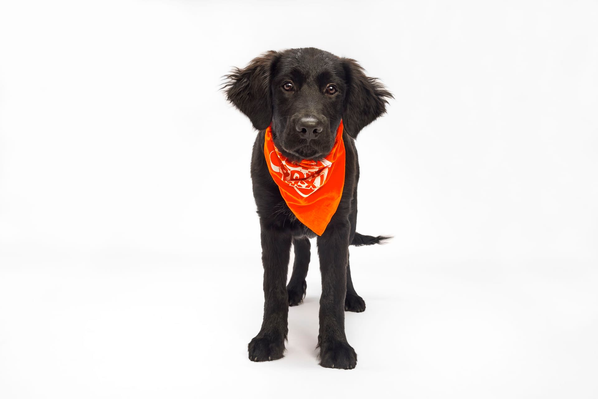 Puppy Bowl XXI Viewing Guide: Team Ruff/Team Fluff Rosters & More!