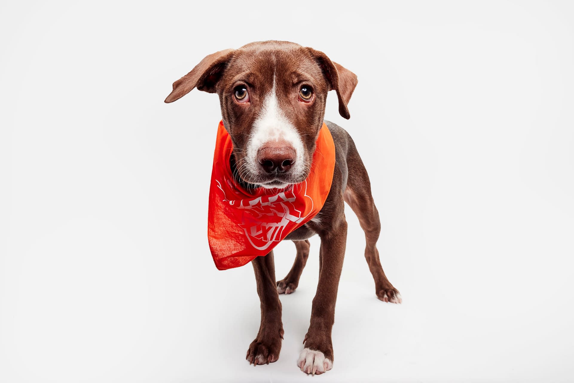 Puppy Bowl XXII Preview/Viewing Guide: The Canine Competition Returns