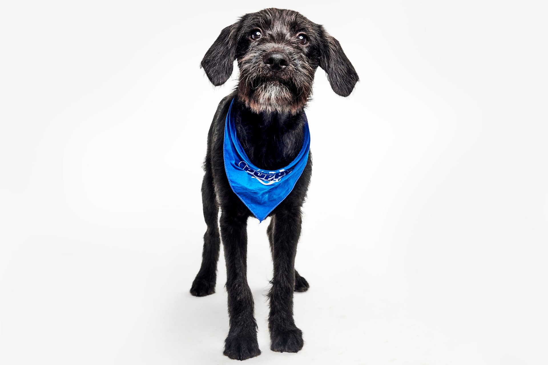 Puppy Bowl XXII Pregame Preview: Meet Team Fluff & Team Ruff!