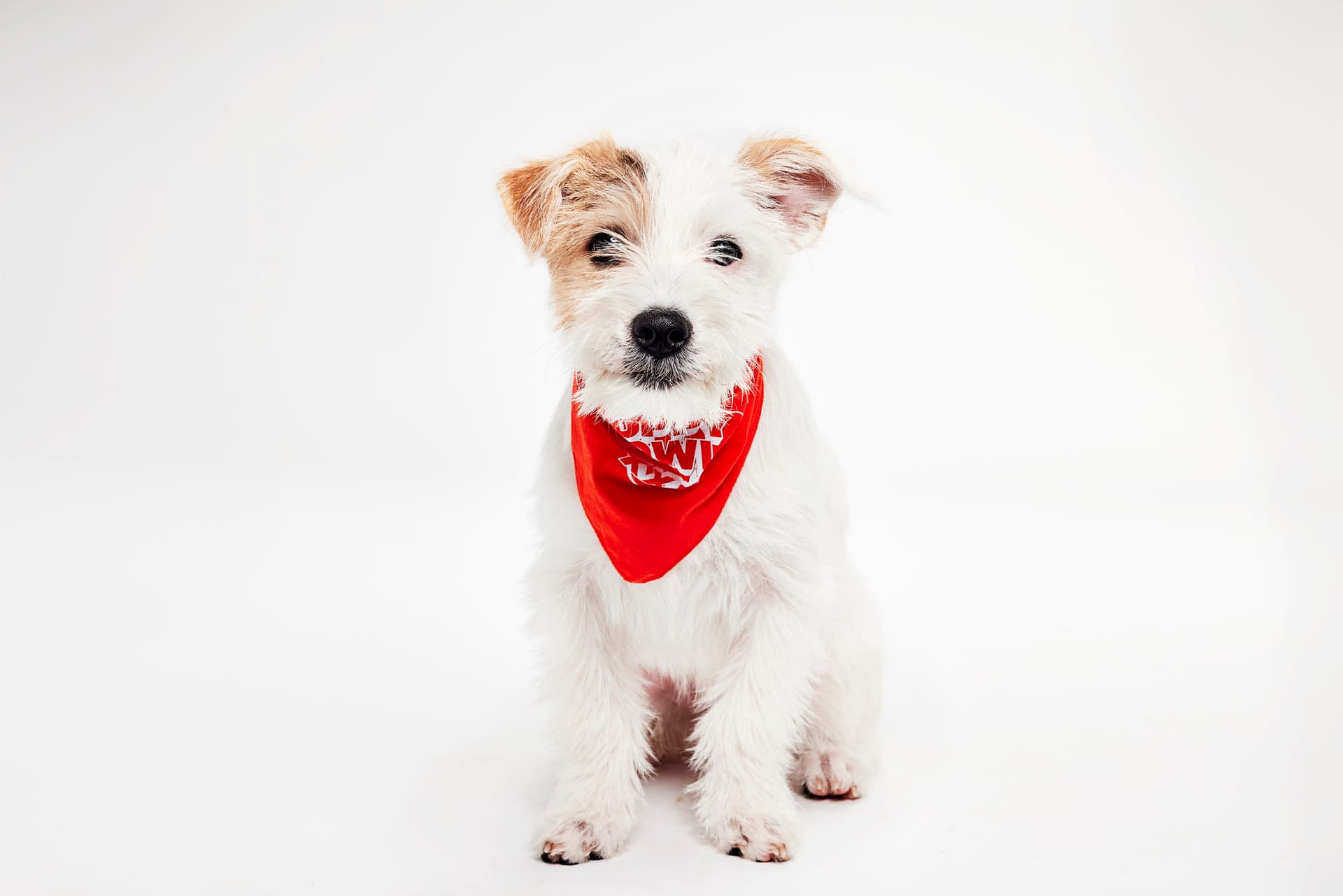 Puppy Bowl XXII Pregame Preview: Meet Team Fluff & Team Ruff!