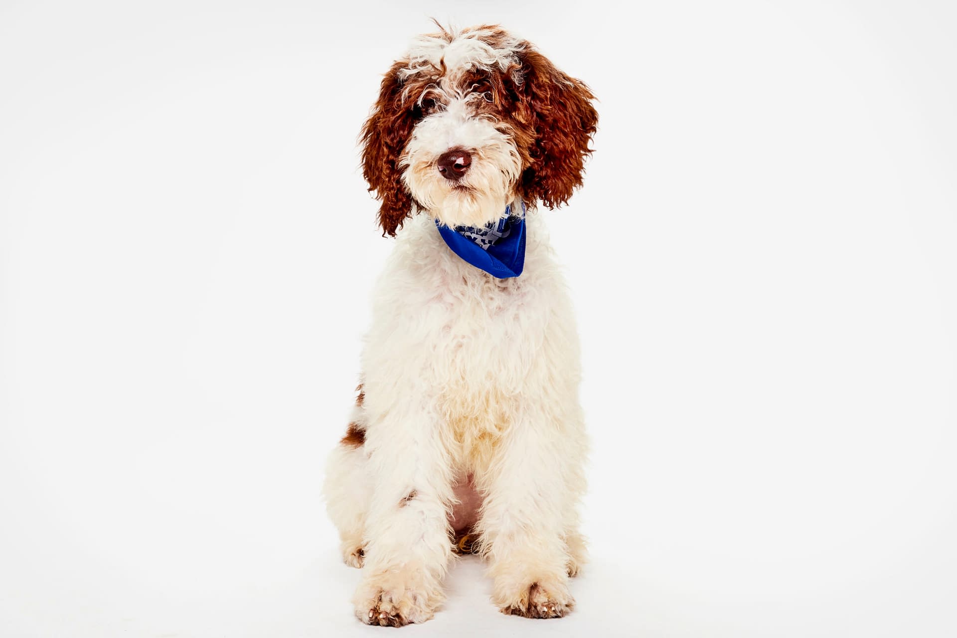 Puppy Bowl XXII Pregame Preview: Meet Team Fluff & Team Ruff!