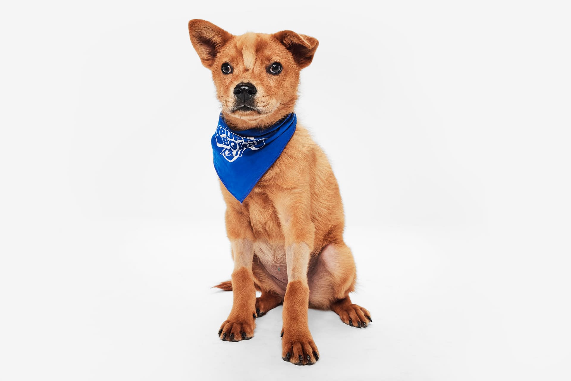Puppy Bowl XXII Pregame Preview: Meet Team Fluff & Team Ruff!